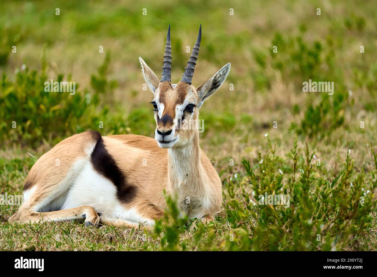 Thomsons gazelle on the african savanna hi-res stock photography and ...