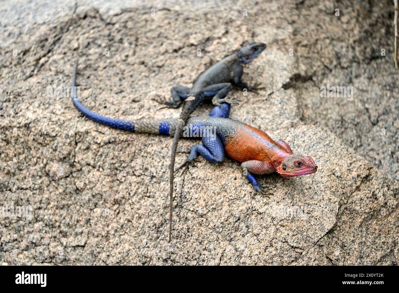 Two lizard hi-res stock photography and images - Alamy