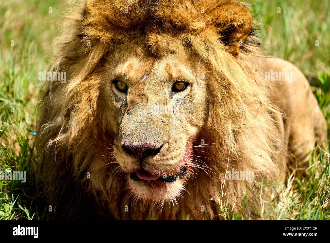 Lion with bloody face hi-res stock photography and images - Alamy
