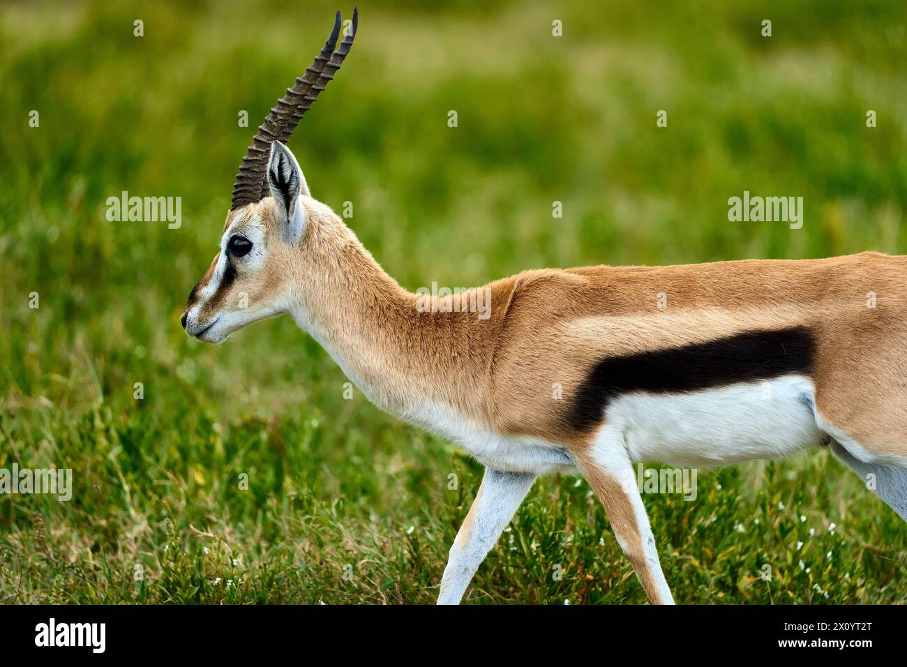 Thomsons gazelle on the african savanna hi-res stock photography and ...