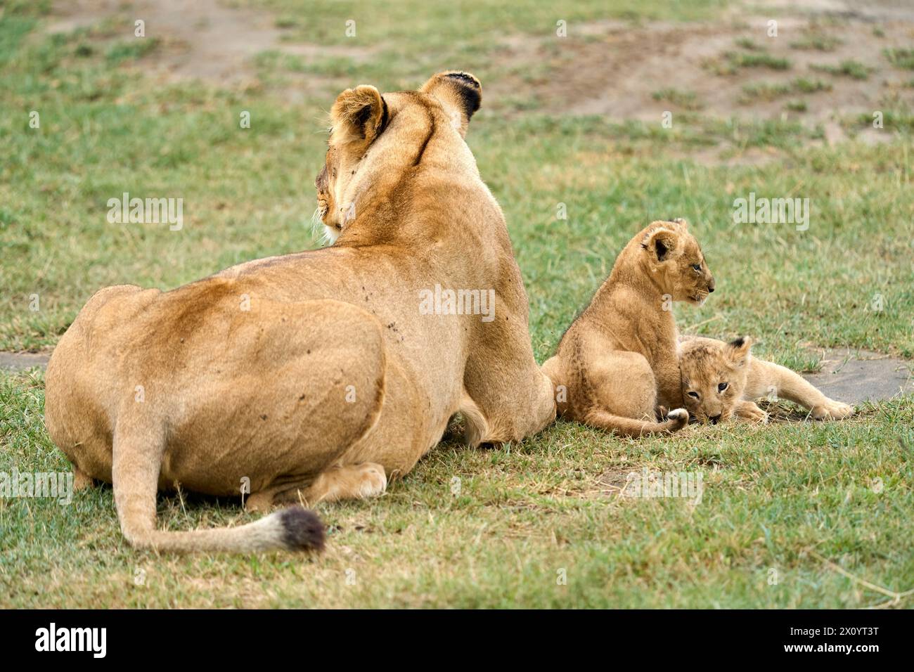 Playful cubs next to lioness in the savanna Stock Photo - Alamy