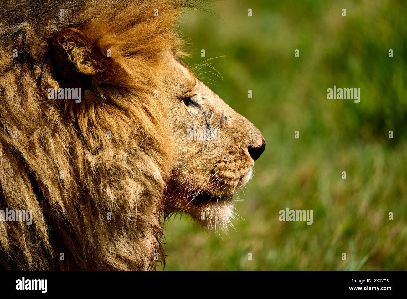 Profile of an attentive lion ready to hunt Stock Photo - Alamy