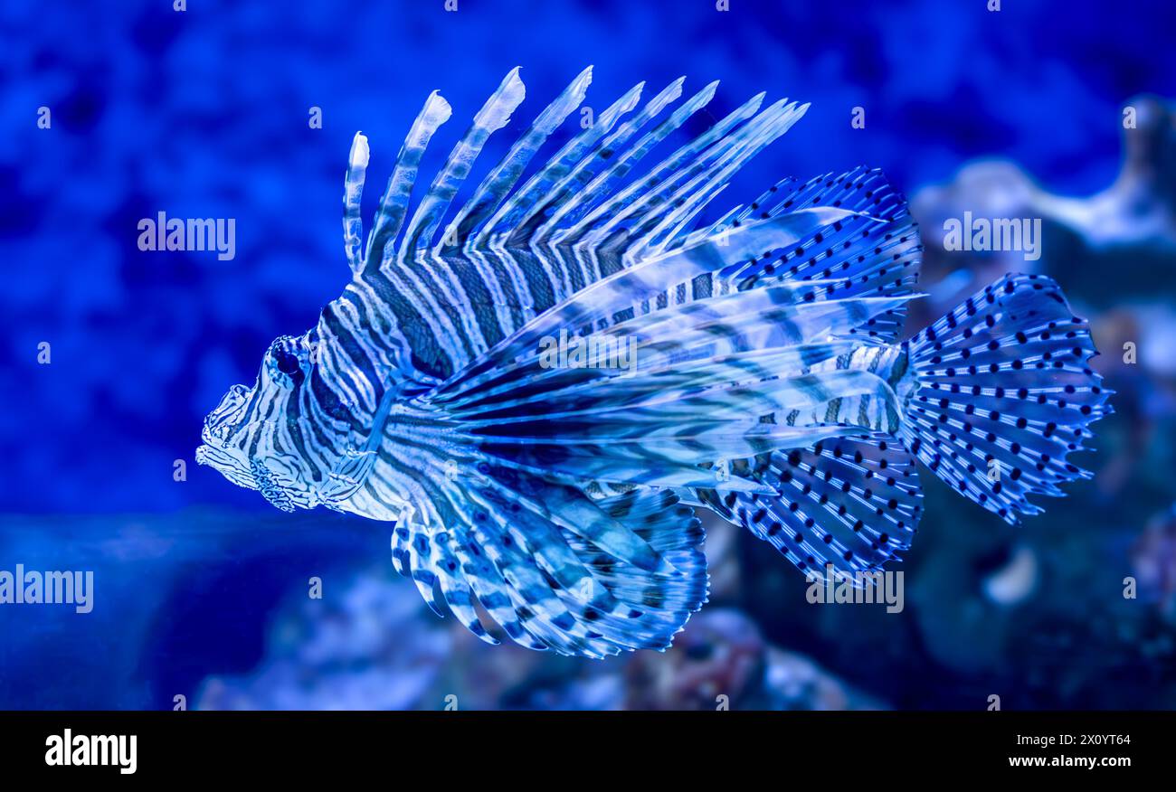 The blue lionfish in the sea aquarium Stock Photo - Alamy