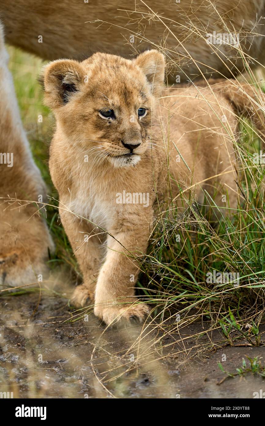 Lion legs hi-res stock photography and images - Alamy