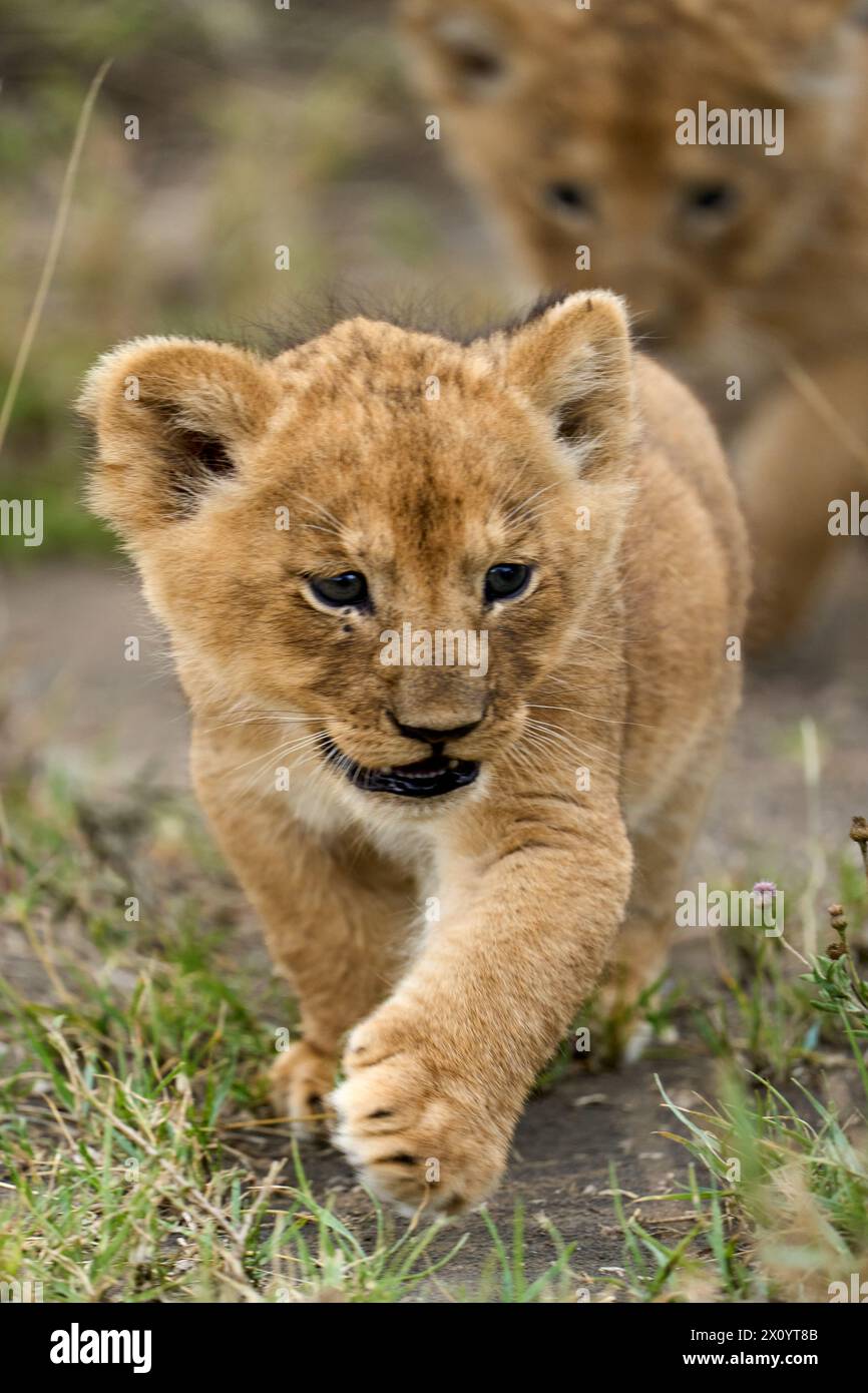 Small lion cub walking in the savanna Stock Photo - Alamy