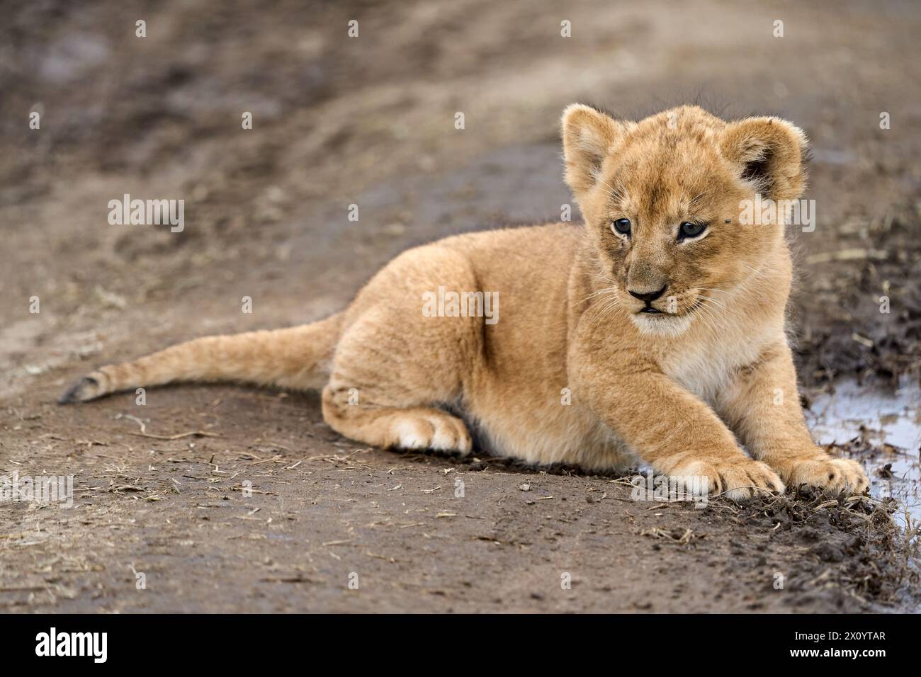 Adorable lion cub lying on a path Stock Photo - Alamy