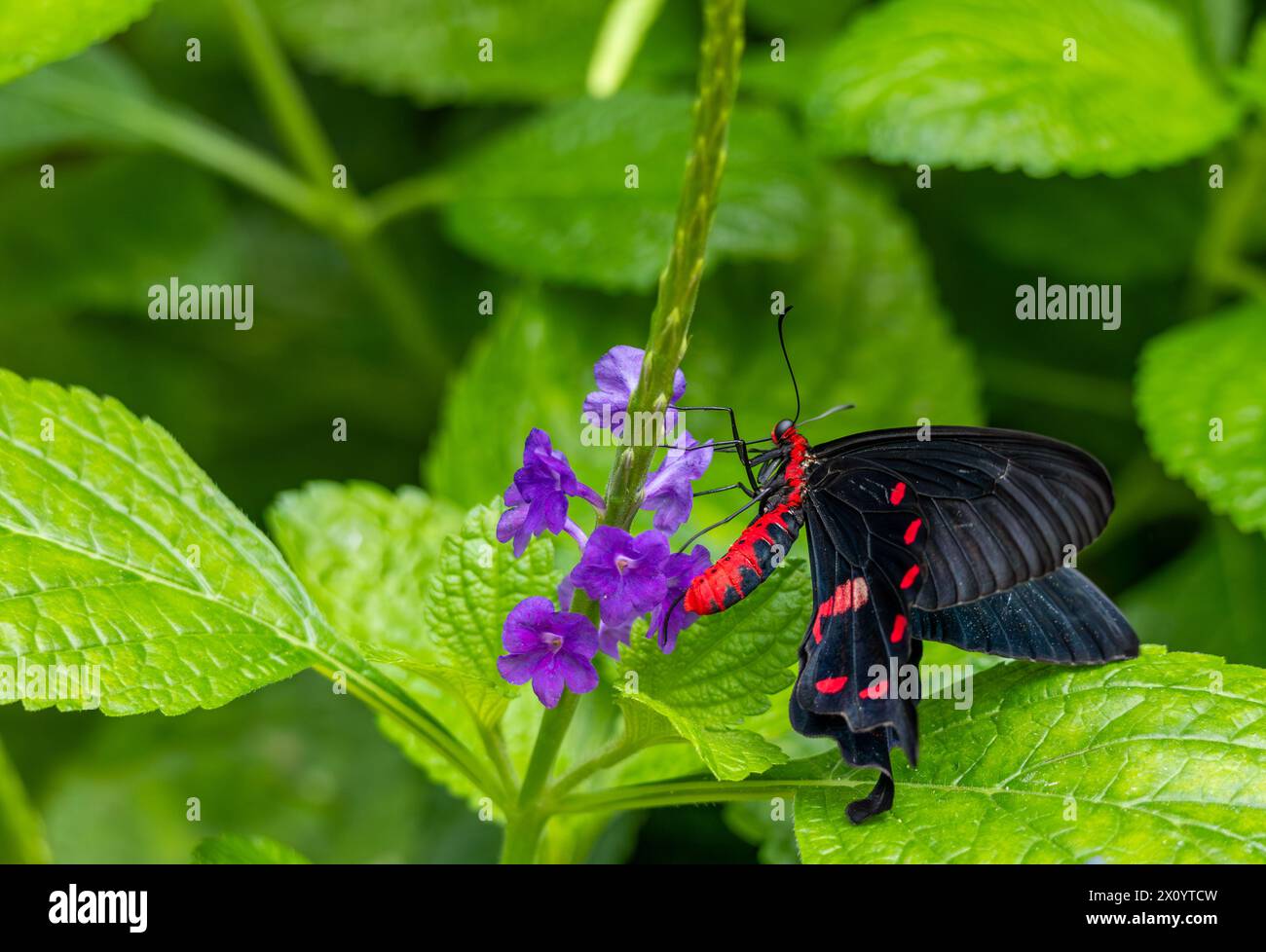 Beautiful tropical butterfly on a green blurred background. Common Rose ...