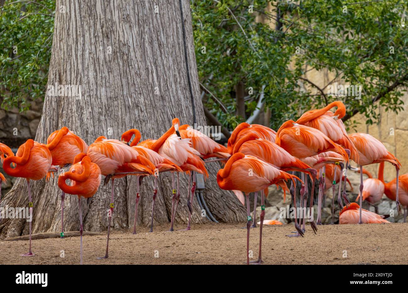 Flamingo Sleeping curled up in its feathers Stock Photo - Alamy