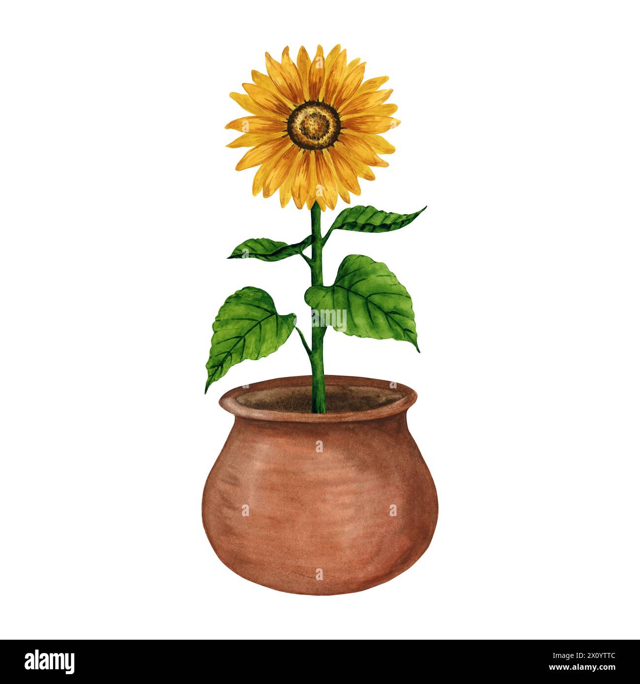 Sunflower Drawing Hi res Stock Photography And Images Alamy
