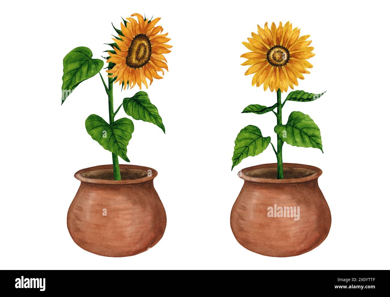 A set with sunflowers in the pots. Hand drawn watercolor illustration ...