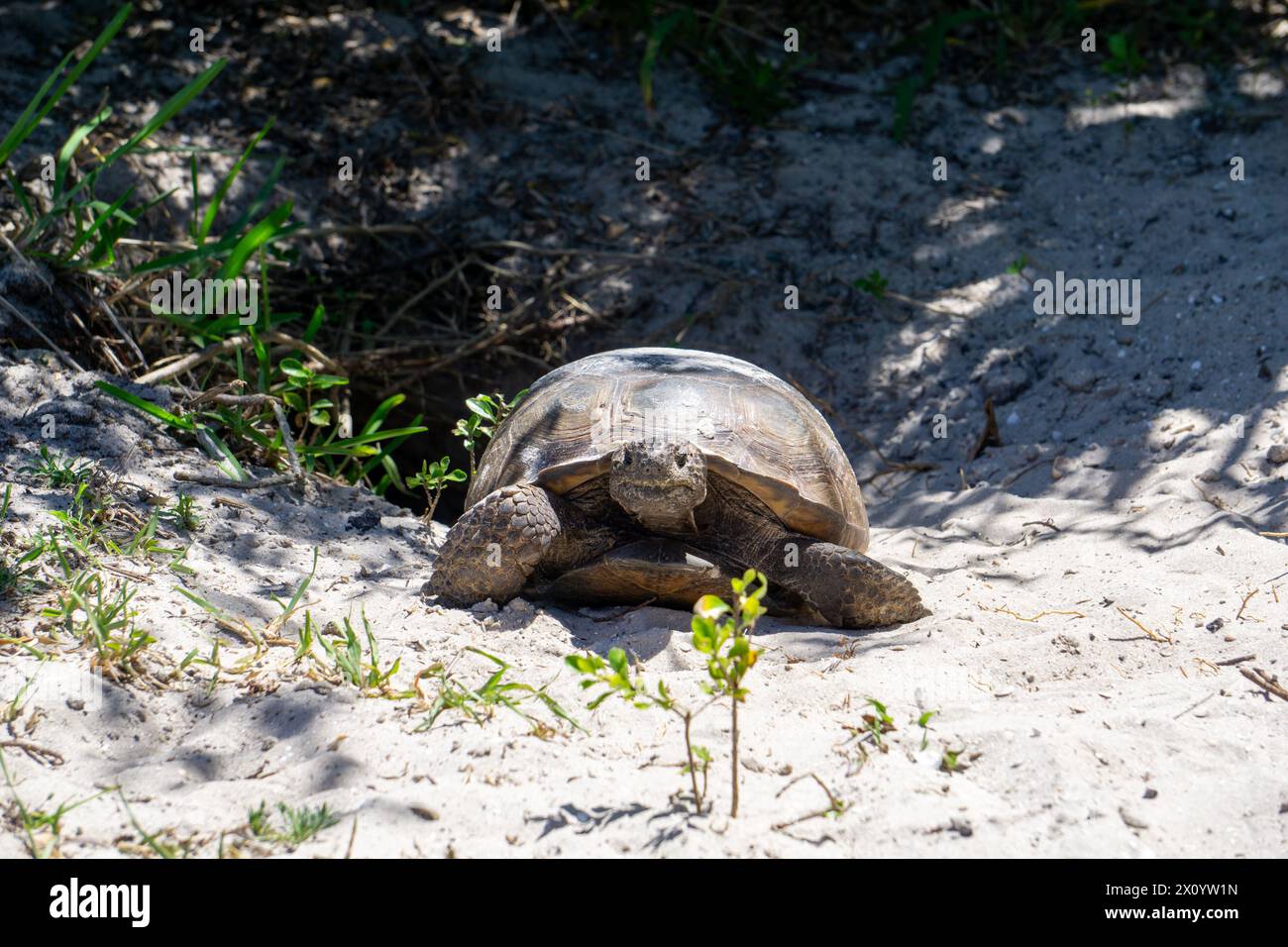 Gopher Tortoise (Gopherus polyphemus) coming out of its burrow at Twin ...