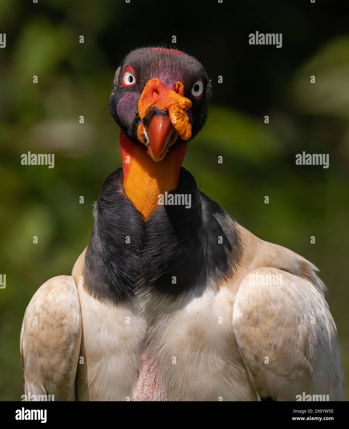 King vulture in the tropical rainforest of Costa Rica Stock Photo - Alamy