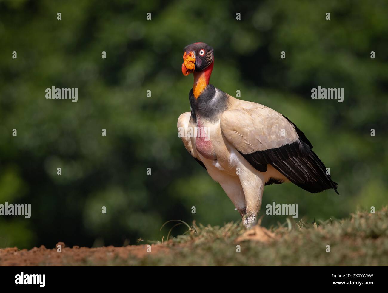 King vulture in the tropical rainforest of Costa Rica Stock Photo - Alamy