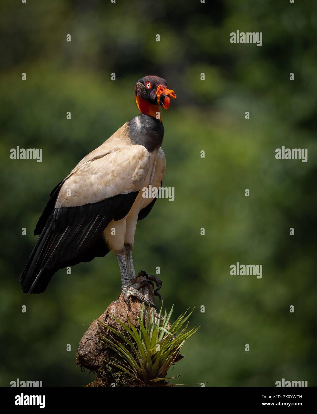 King vulture in the tropical rainforest of Costa Rica Stock Photo - Alamy