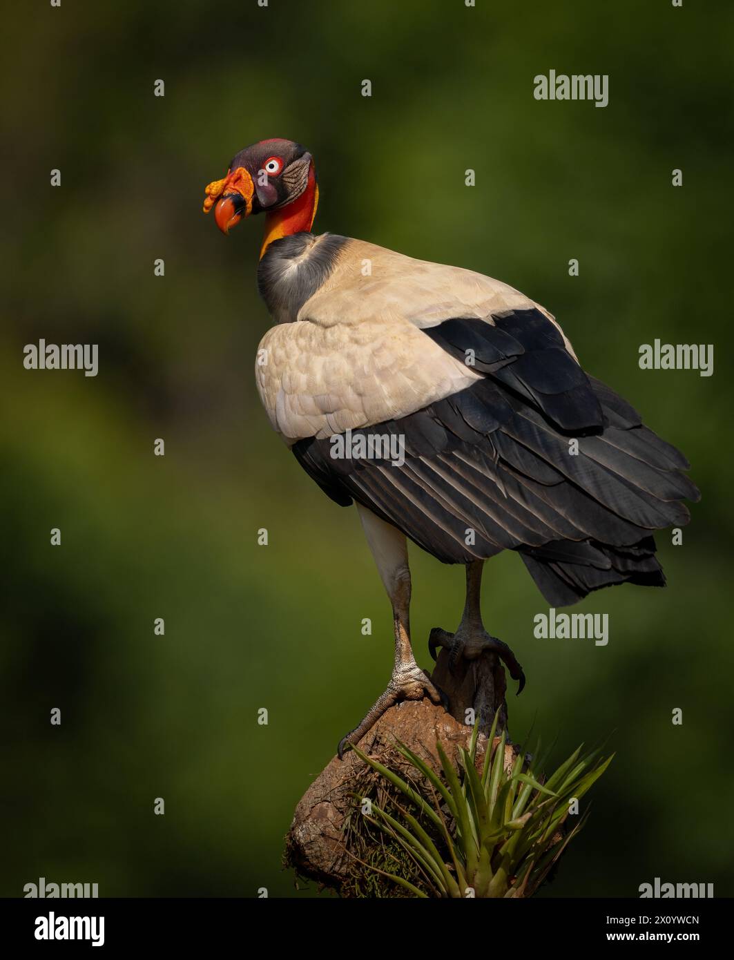 King vulture in the tropical rainforest of Costa Rica Stock Photo - Alamy