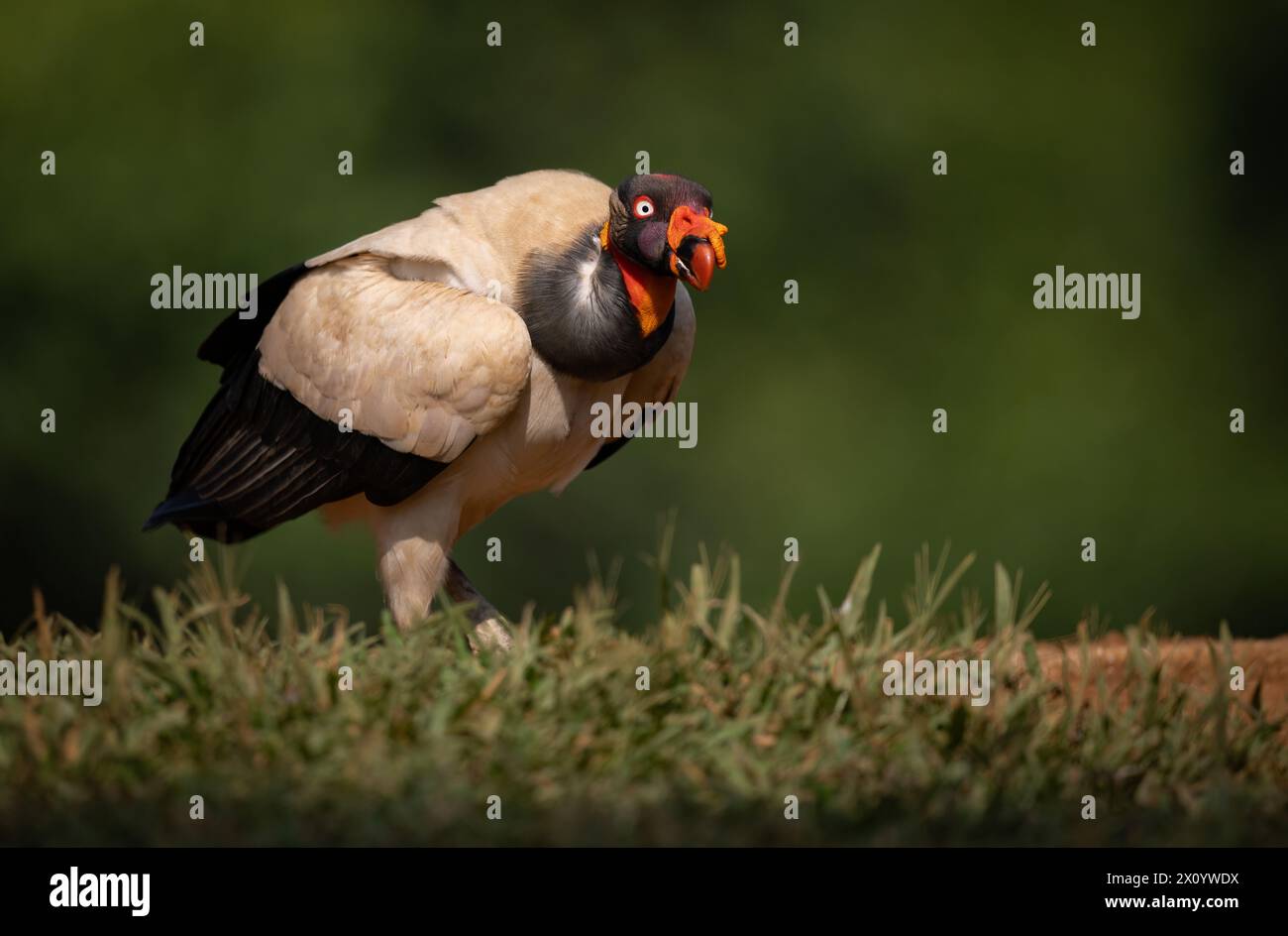 King vulture in the tropical rainforest of Costa Rica Stock Photo - Alamy