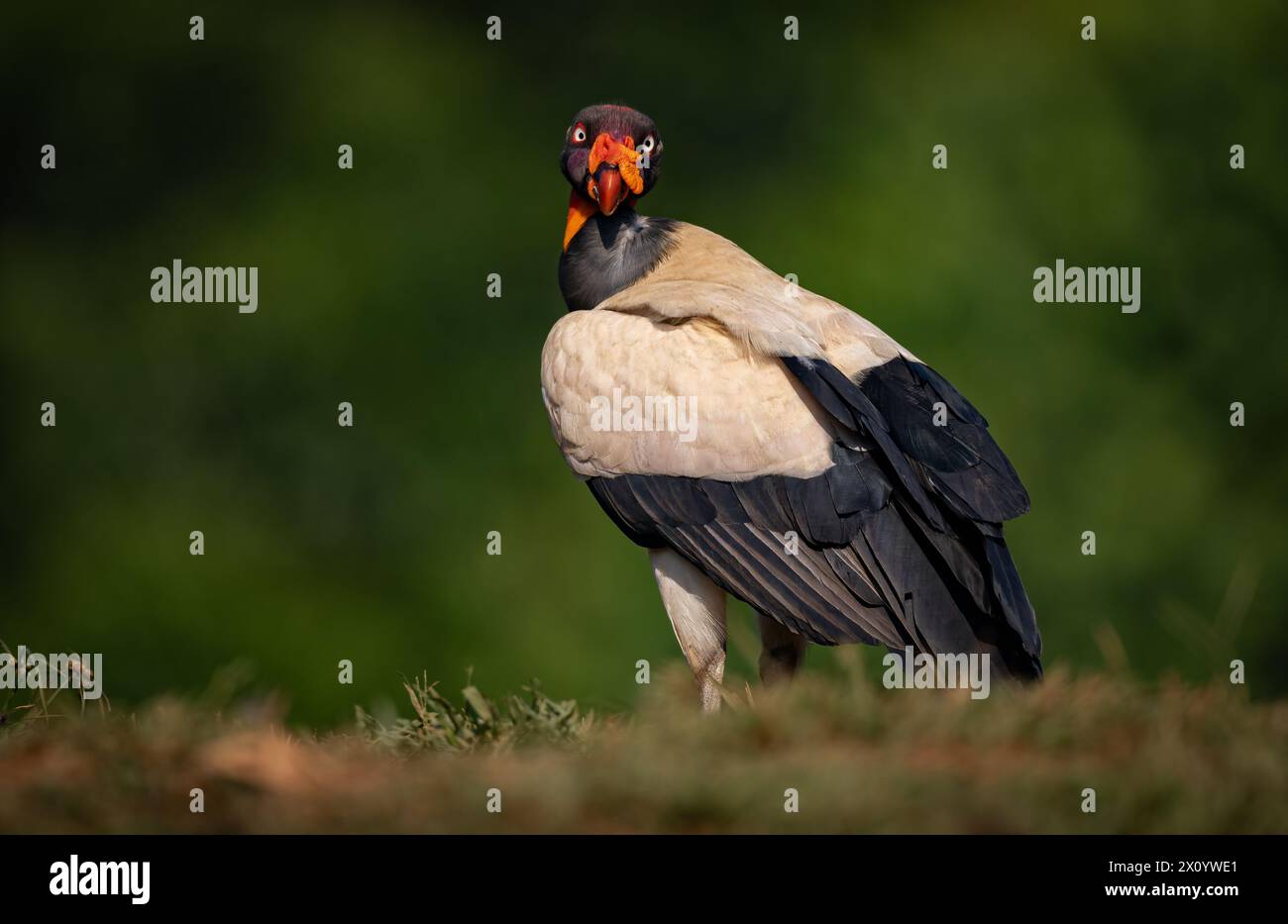 King vulture in the tropical rainforest of Costa Rica Stock Photo - Alamy