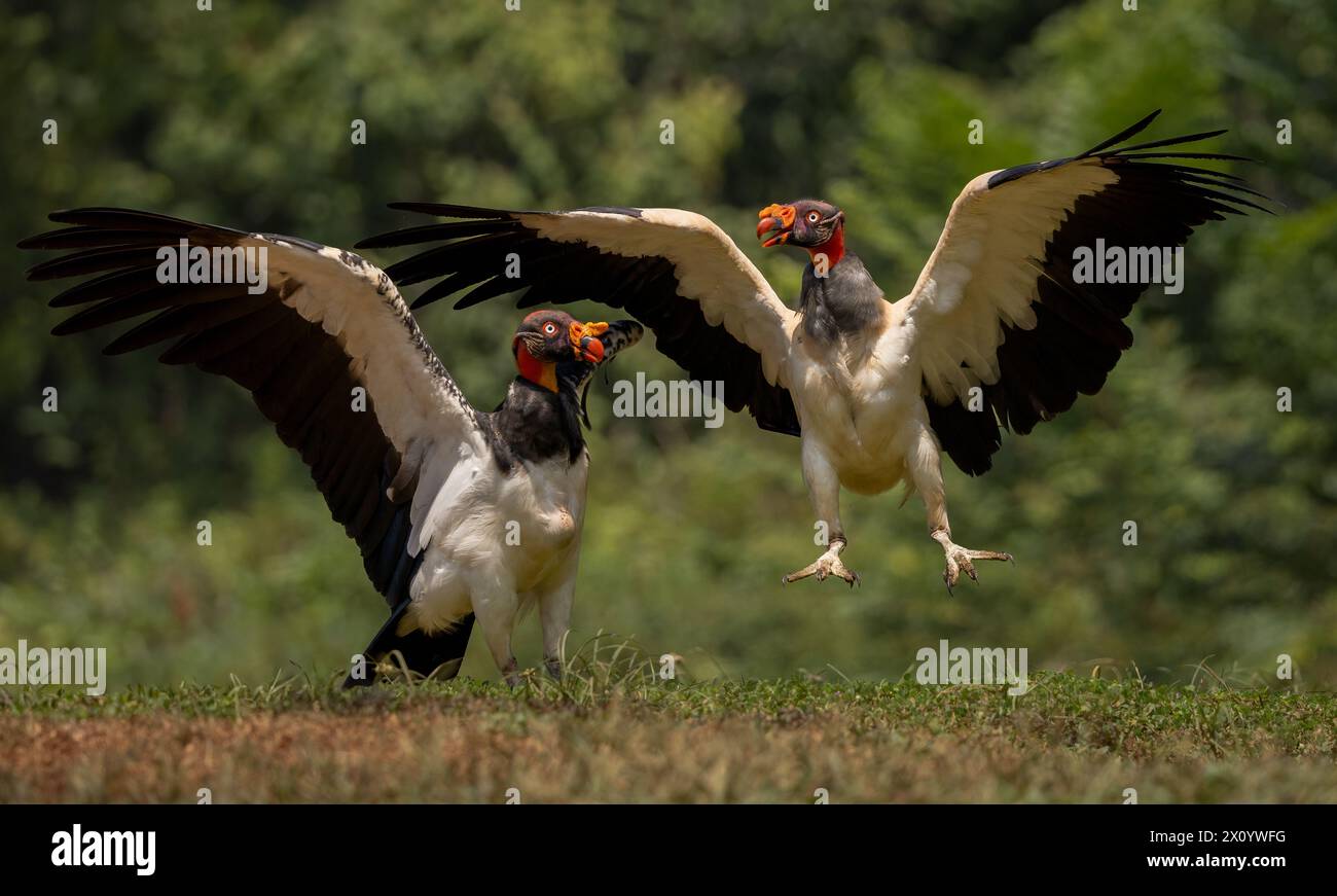 King vulture in the tropical rainforest of Costa Rica Stock Photo - Alamy