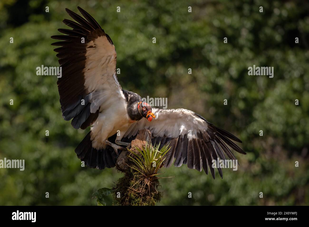 Scarlet vulture hi-res stock photography and images - Alamy