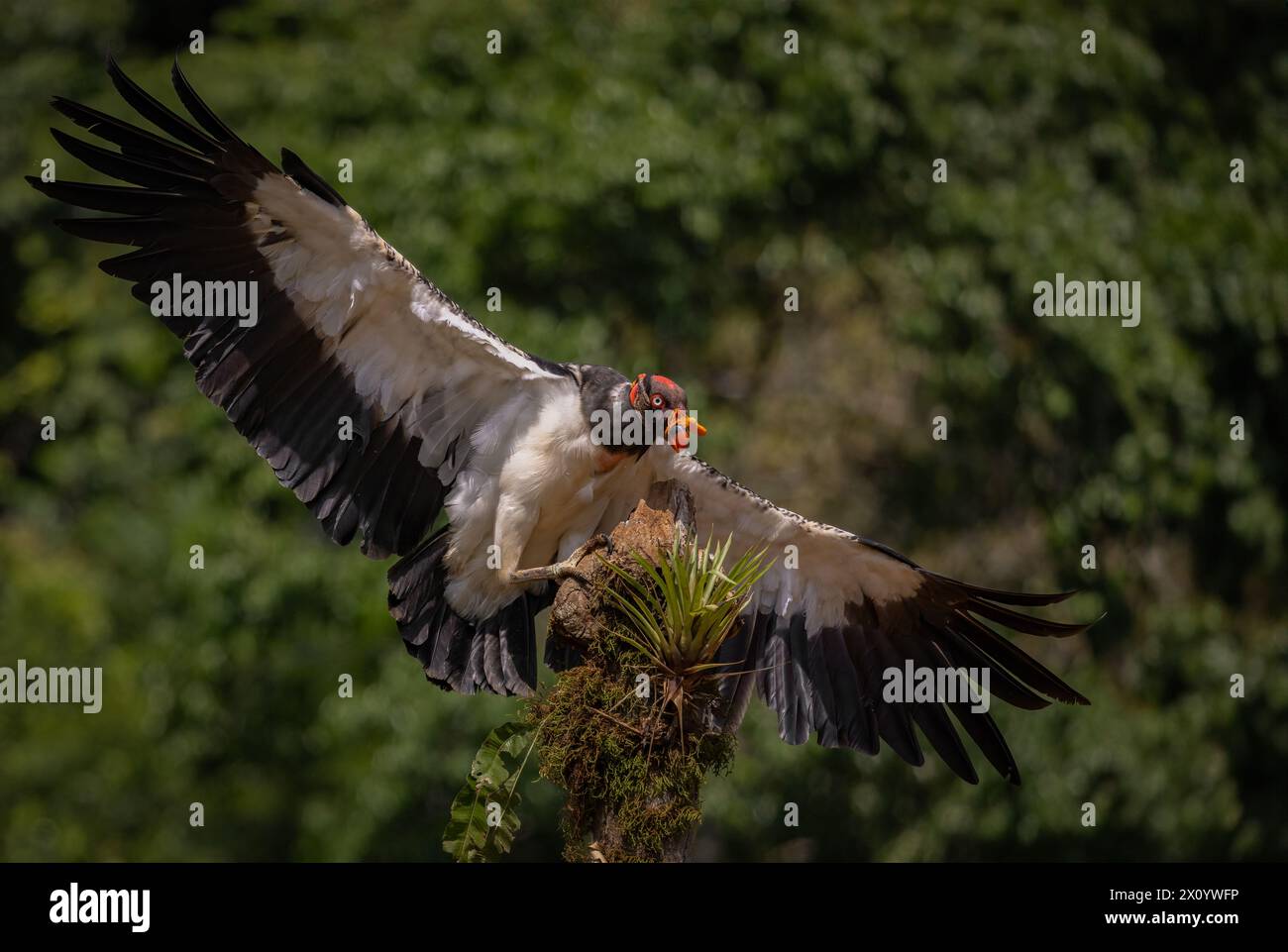 King vulture in the tropical rainforest of Costa Rica Stock Photo - Alamy