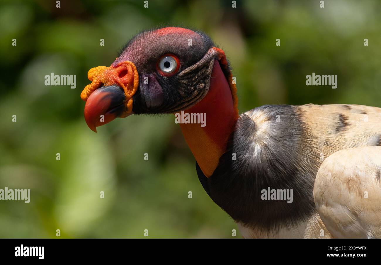 King vulture in the tropical rainforest of Costa Rica Stock Photo - Alamy