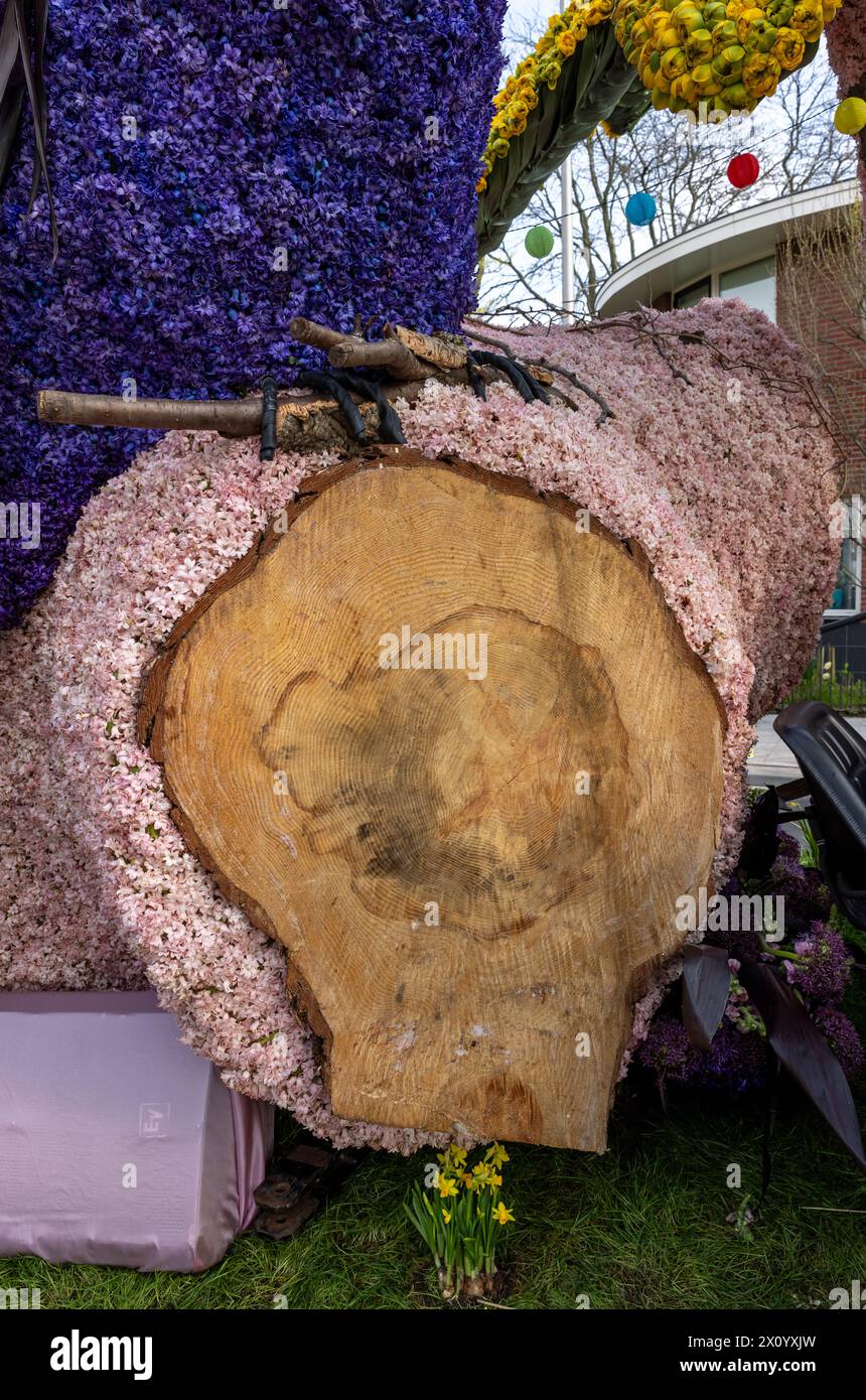 Floral decoration made of a cross-section of a tree trunk and hyacinths ...