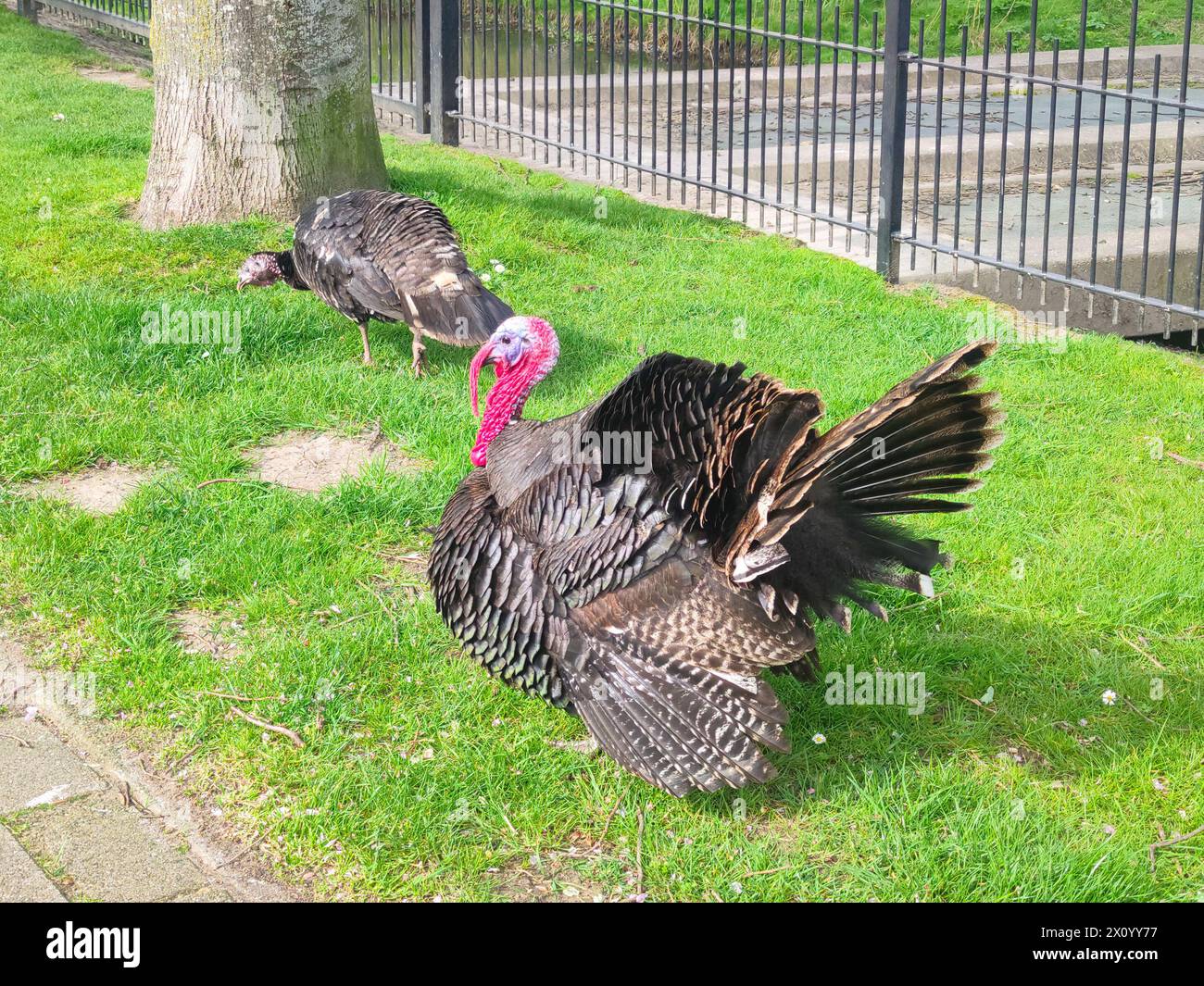 Female and male turkey on a lawn in a street Stock Photo - Alamy