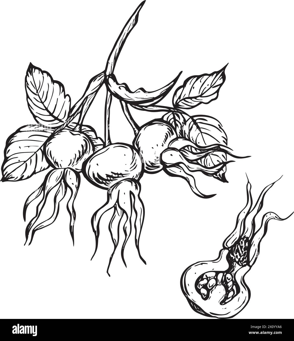 Rose water packaging Stock Vector Images - Alamy