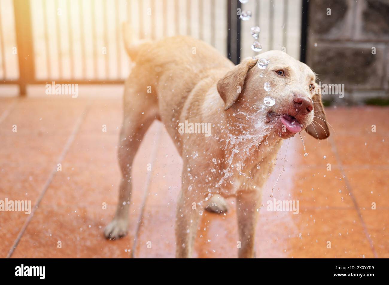 Cute labrador dog with water splash on his head close up view Stock ...