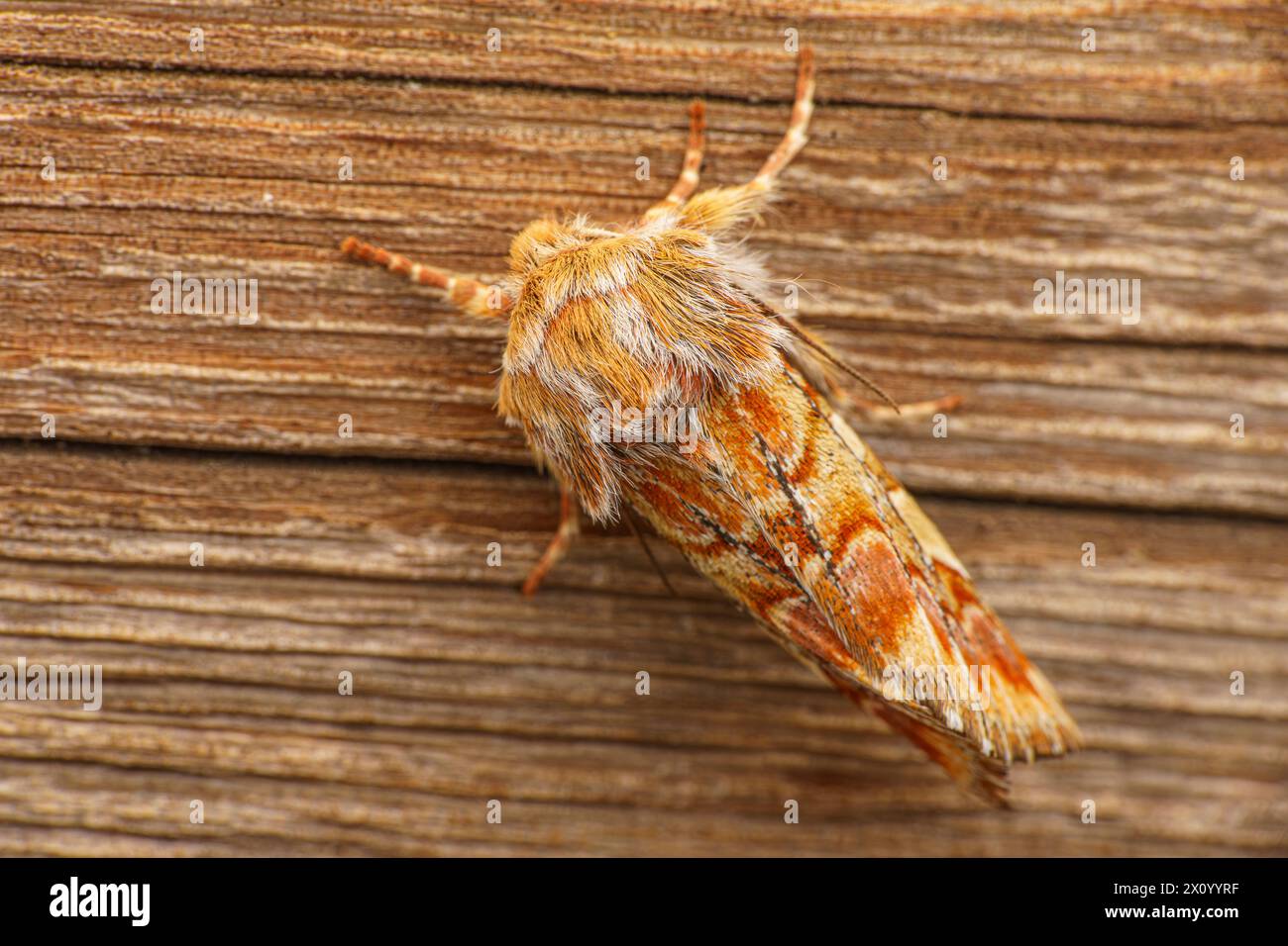 Panolis flammea Family Noctuidae Genus Panolis Pine beauty moth wild ...