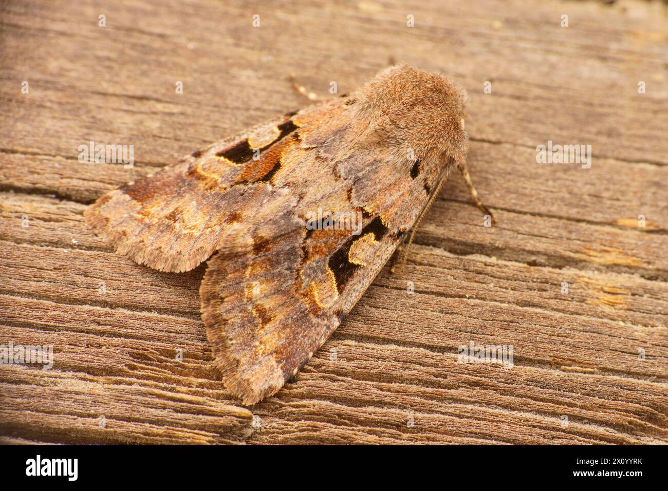 Orthosia gothica Family Noctuidae Genus Orthosia Hebrew character moth ...