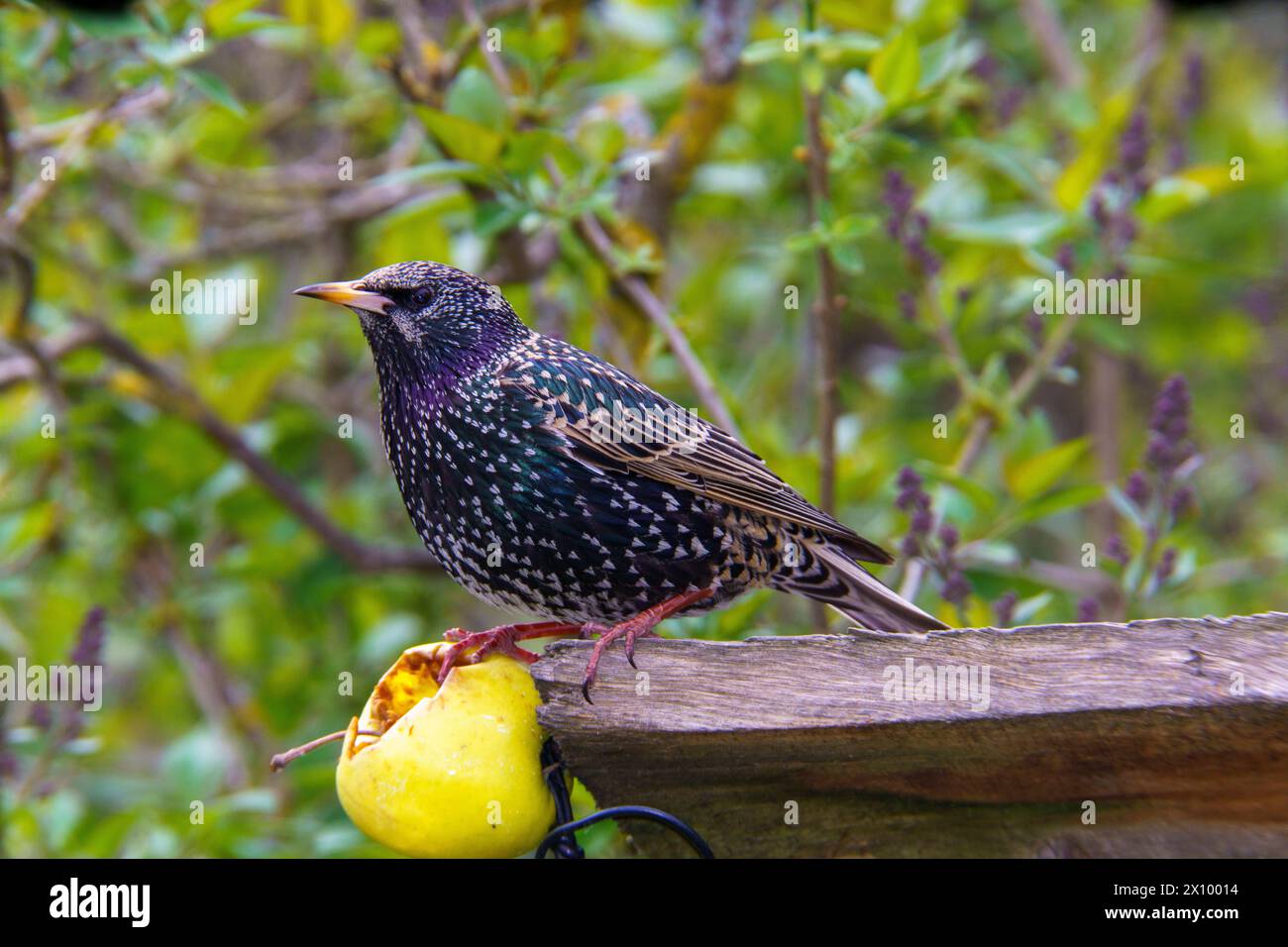 Common starling Sturnus vulgaris Family Sturnidae Genus Sturnus on the ...