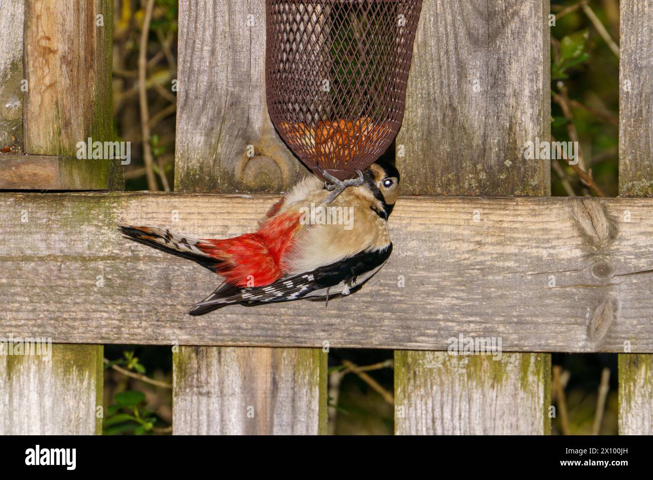 Dendrocopos major Family Picidae Genus Dendrocopos Great spotted ...