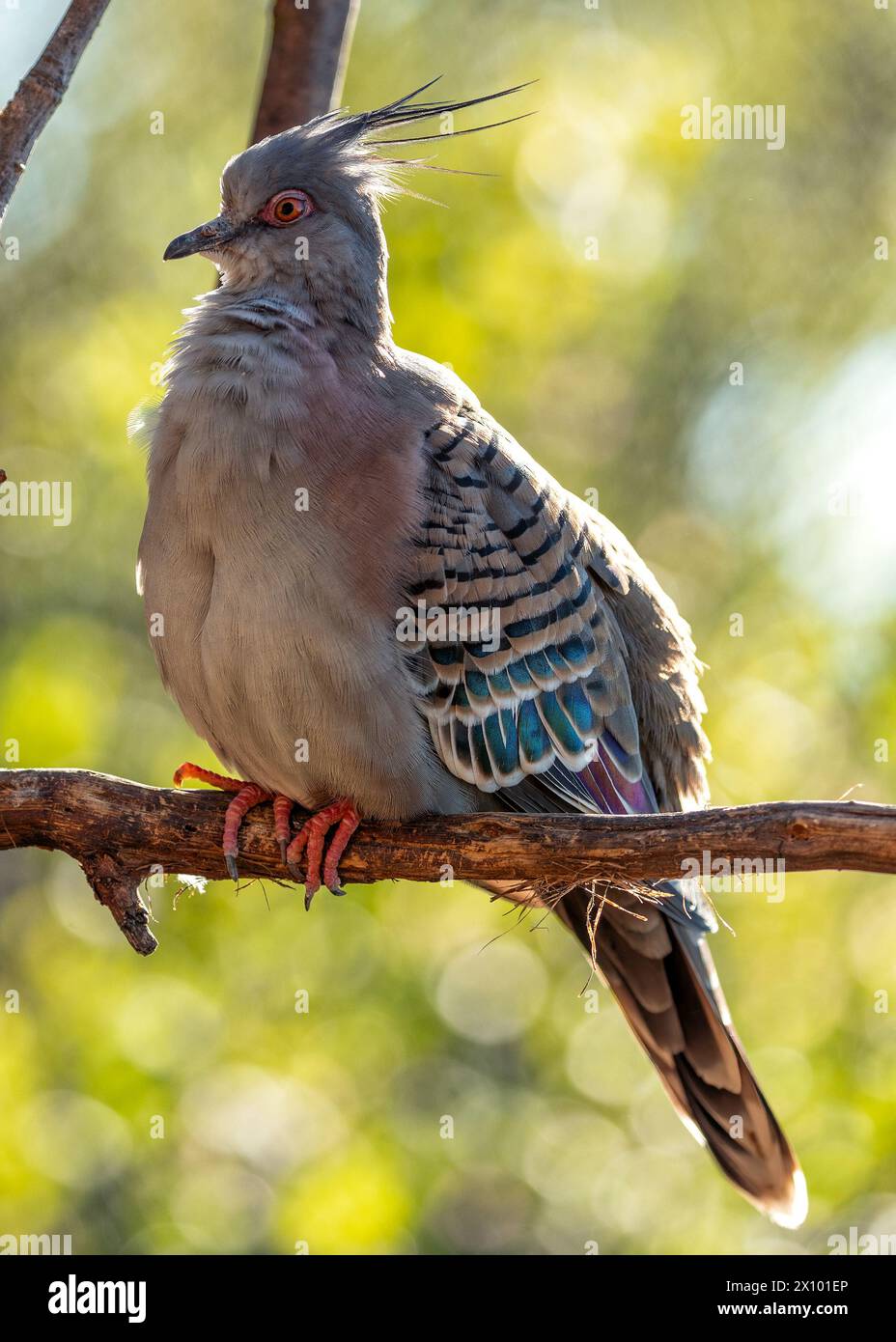 Common gray pigeon with a long pointed crest on its head, forages for ...