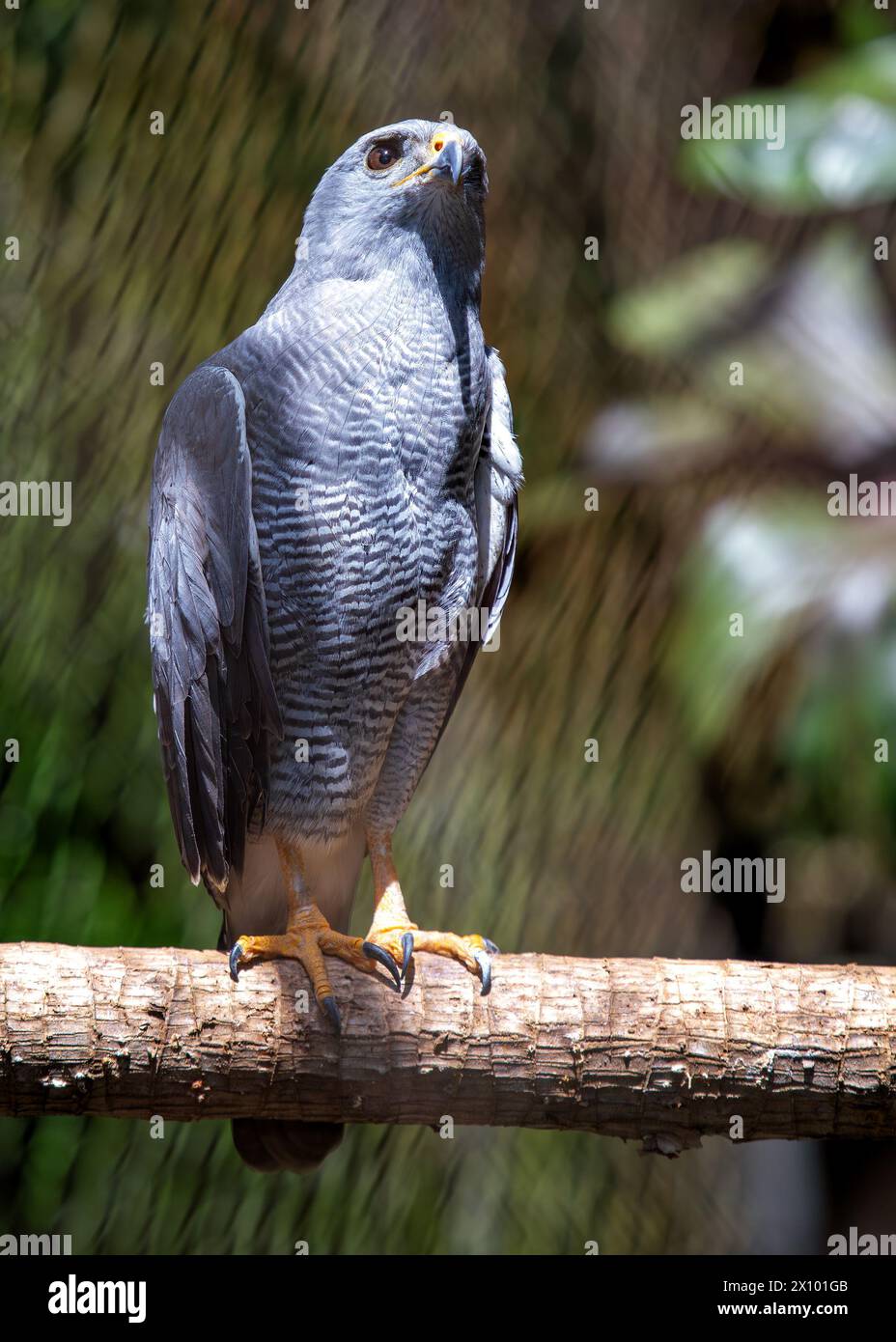 Most common raptor in north america hi-res stock photography and images ...