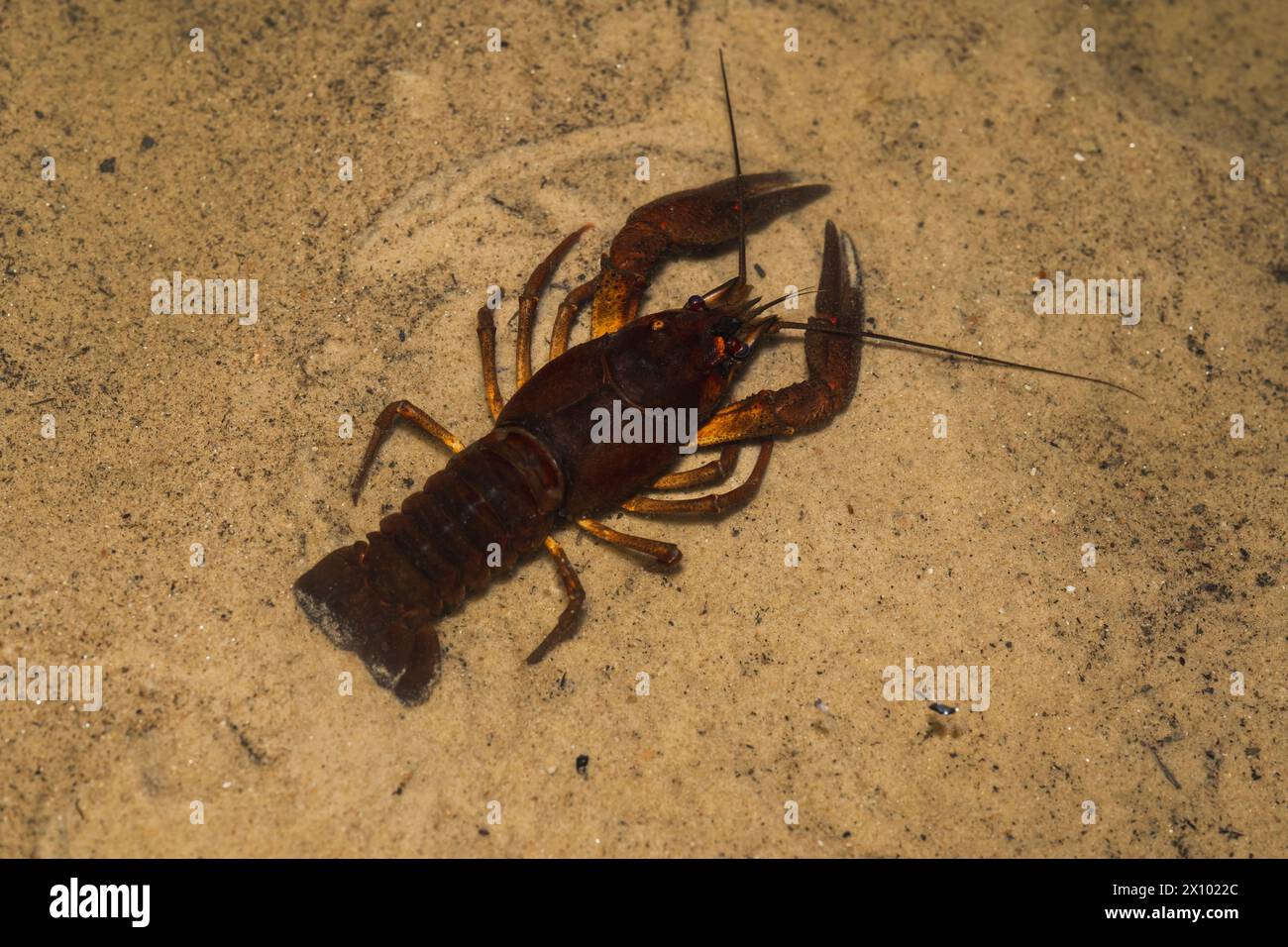 Crayfish in the pond water, close-up photo at night Stock Photo - Alamy