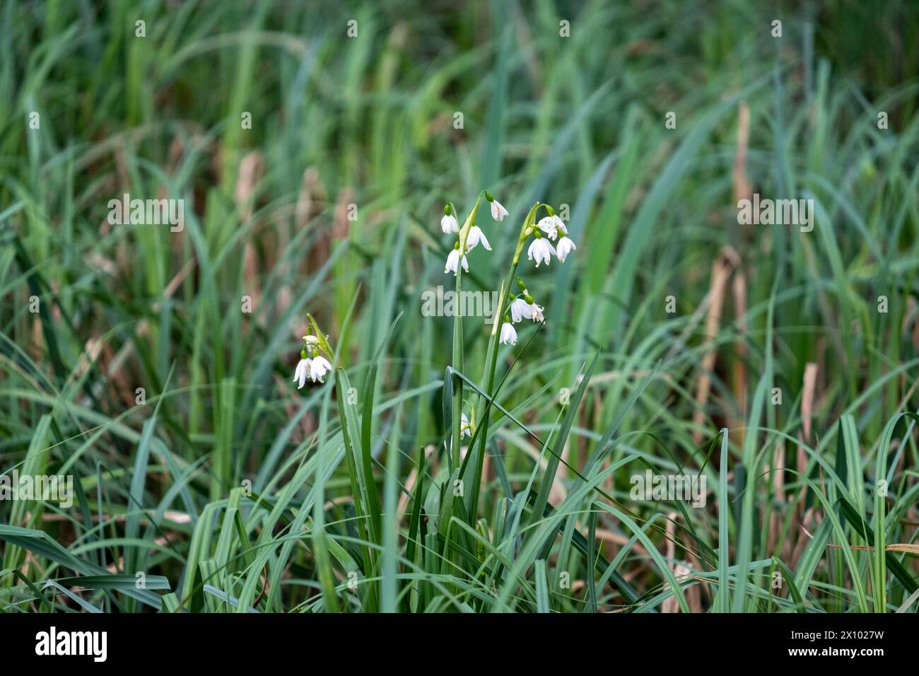 Leucojum aestivum also known as Summer snowflake or Loddon Lily Stock ...