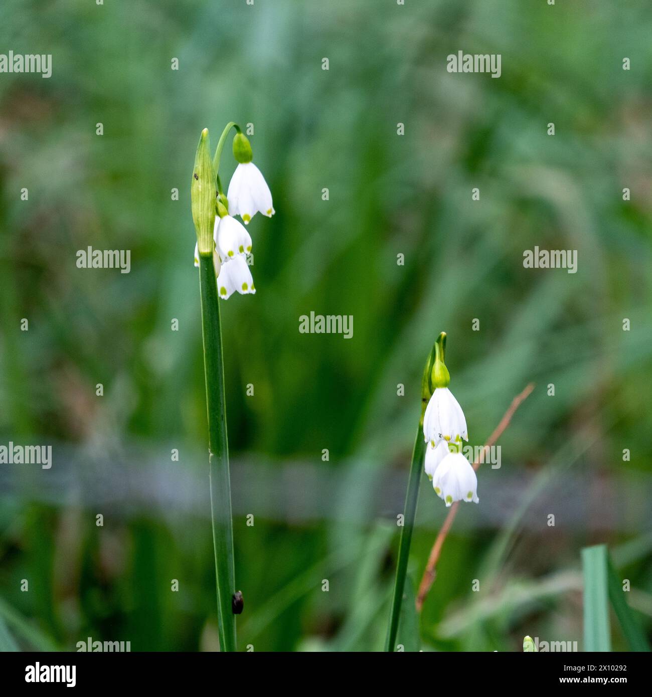 Leucojum aestivum also known as Summer snowflake or Loddon Lily Stock ...