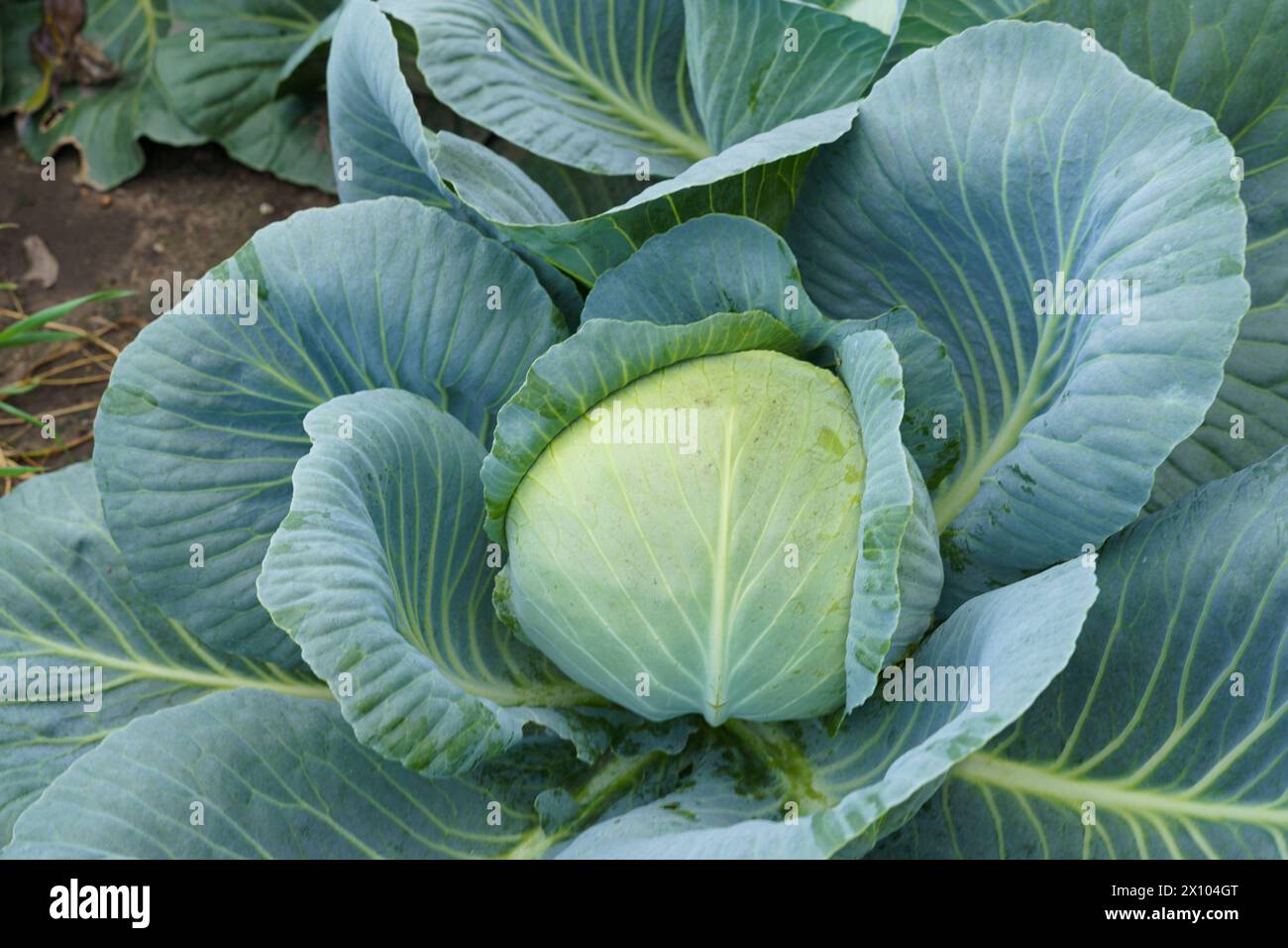A healthy head of cabbage is shown growing in a well-tended garden ...