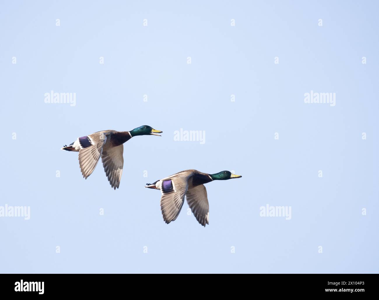 Two Male mallard ducks flying with blue sky background Stock Photo - Alamy