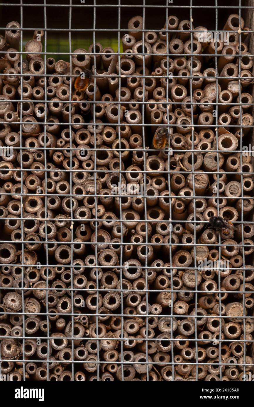 Insekten-Hotel im Forstbotanischen Garten in Köln *** Insect hotel in ...