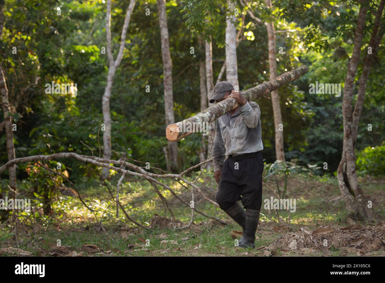 A Peruvian worker carries a tree trunk to be used for firewood outside ...