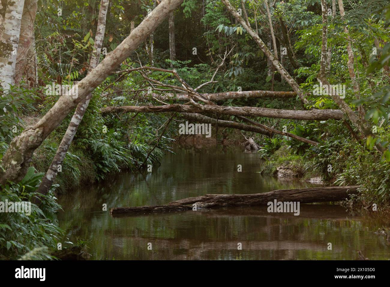 A jungle stream meanders through thick vegetation lit by sunlight in ...