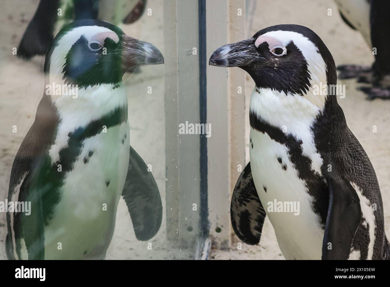 Penguin pool enclosure hi-res stock photography and images - Alamy