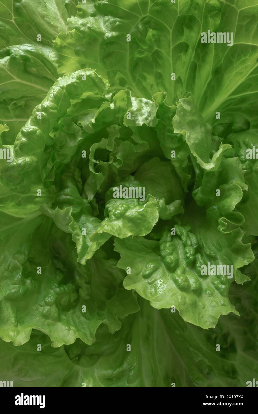 Overhead view of green lettuce leaves background Stock Photo - Alamy