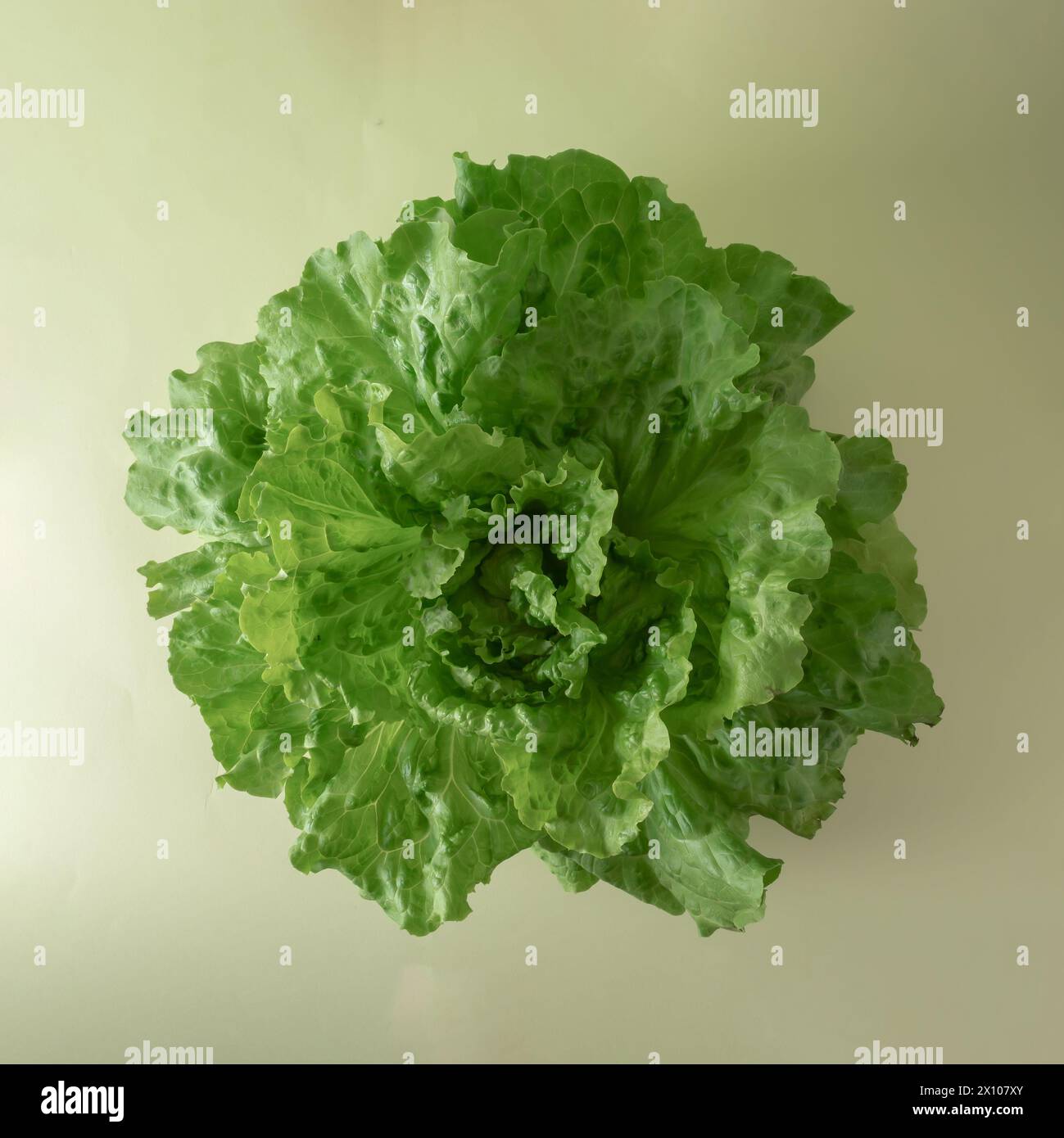 Overhead view of green leafy lettuce bunch on light surface Stock Photo ...