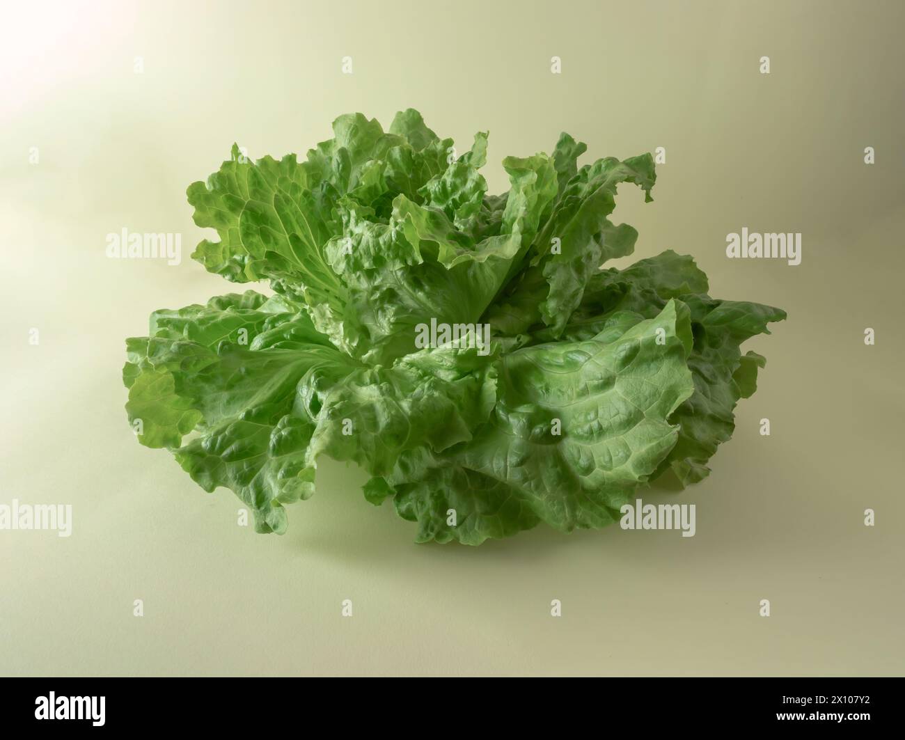 Overhead view of green leafy lettuce bunch on light surface Stock Photo ...