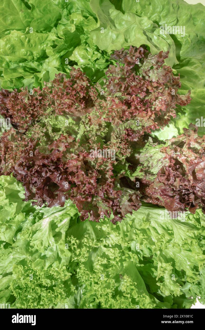 Lettuce texture hi-res stock photography and images - Alamy