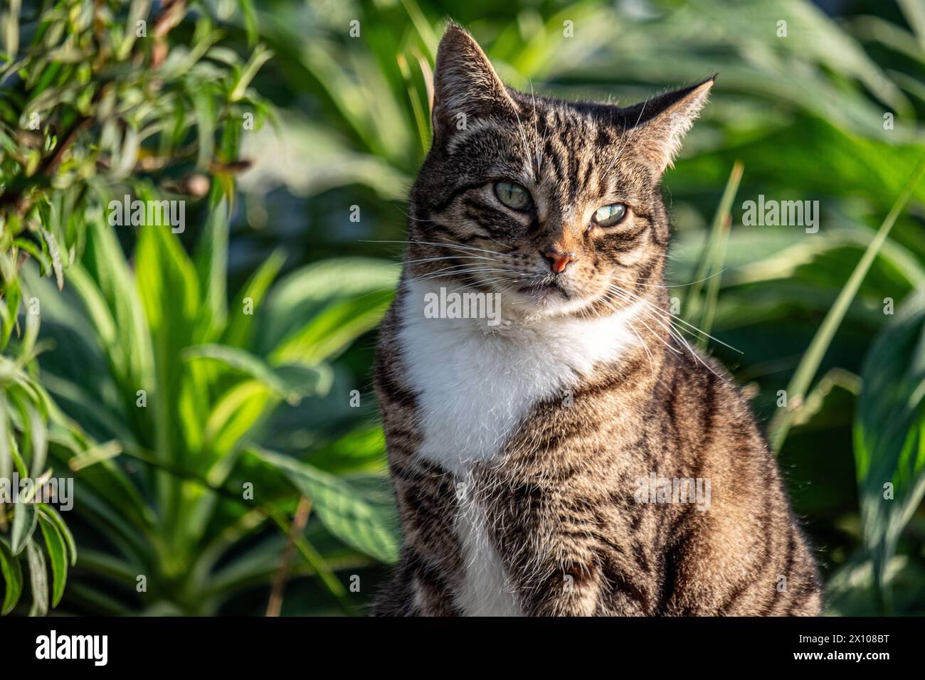 Tabby cat with a sharp gaze, white chest, perched amidst greenery ...