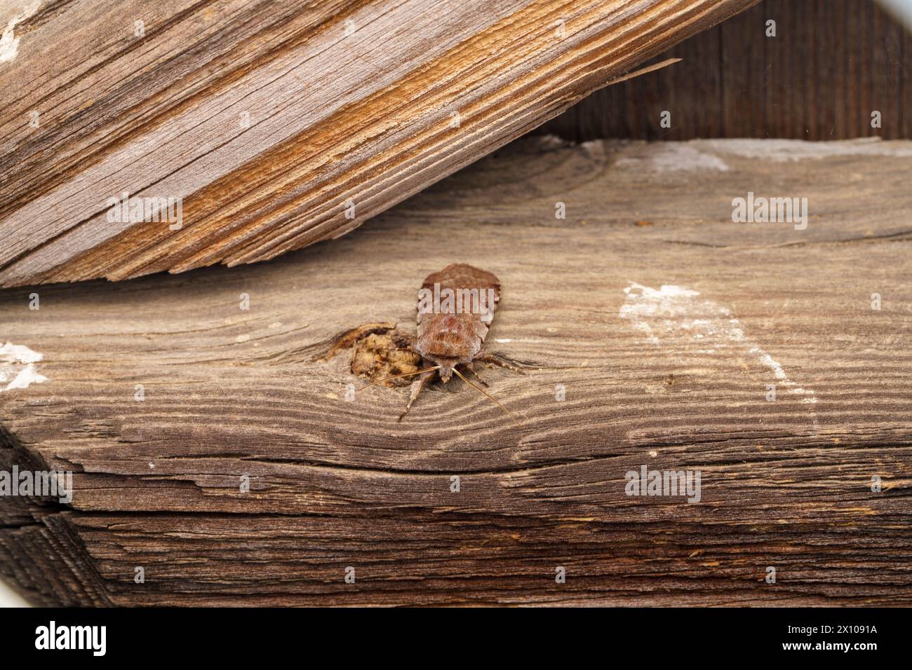 Cerastis rubricosa Family Noctuidae Genus Cerastis Red chestnut moth ...